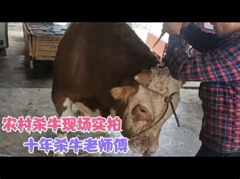 农村杀牛现场师傅用螺丝刀杀牛牛瞬间倒地连反应的时间都没有 YouTube