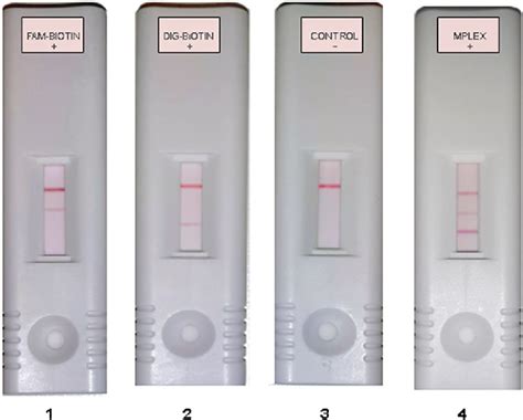 Figure 2 From Development Of A Nucleic Acid Based Lateral Flow Device