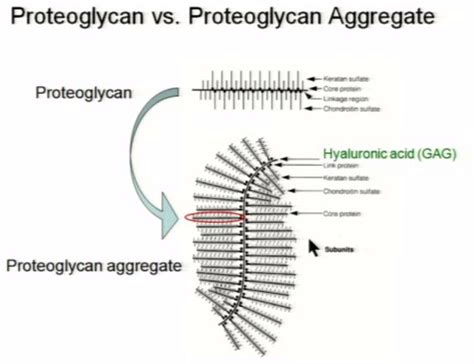 Proteoglycan Aggregate