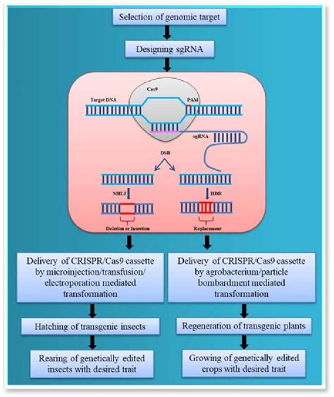 Workflow For Crispr Cas9 Based Genome Editing In Insects And Plants For