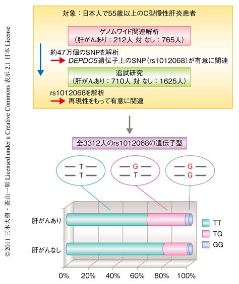 C型慢性肝炎からの肝がんの発症に関連するdepdc5遺伝子の多型の同定 ライフサイエンス 新着論文レビュー