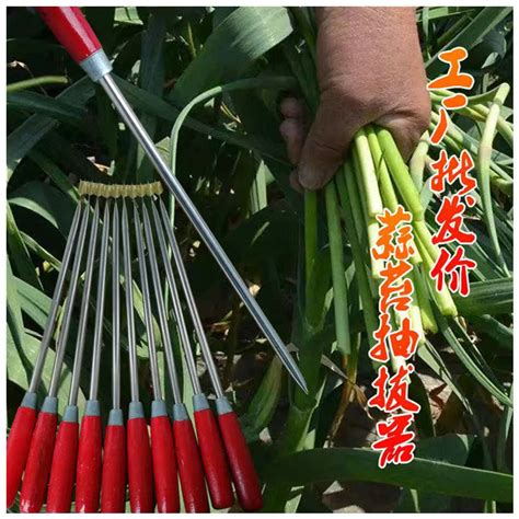 抽蒜苔机器 抽蒜苔的工具 打蒜苔的工具 第16页 大山谷图库