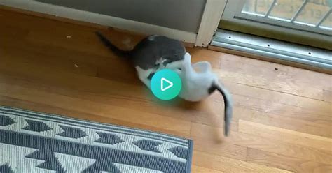 I Dont Think My Cat Appreciates The New Foster Kittens Album On Imgur