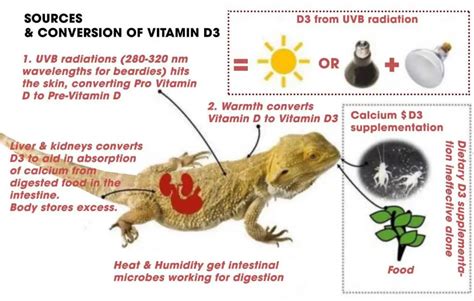 Best Reptile UVB Bulb In TOP Reviews Buying Guide