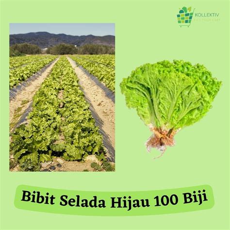 Jual Bibit Selada Hijau Benih Sayuran Shopee Indonesia