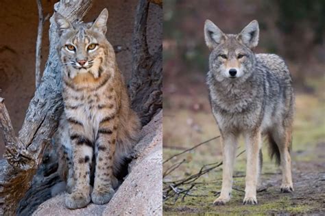 Bobcat Vs Coyote The Main Differences Tiger Tribe