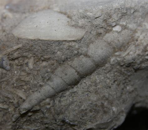 Dolomitic Pseudomorphs From The Peedee Fm General Fossil Discussion