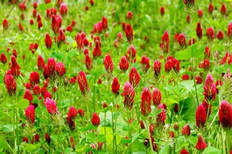 8 Best Sunflower Companion Plants And The Worst To Avoid Florgeous