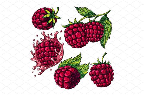 Raspberry Fruit Set Sketch Hand Masterbundles