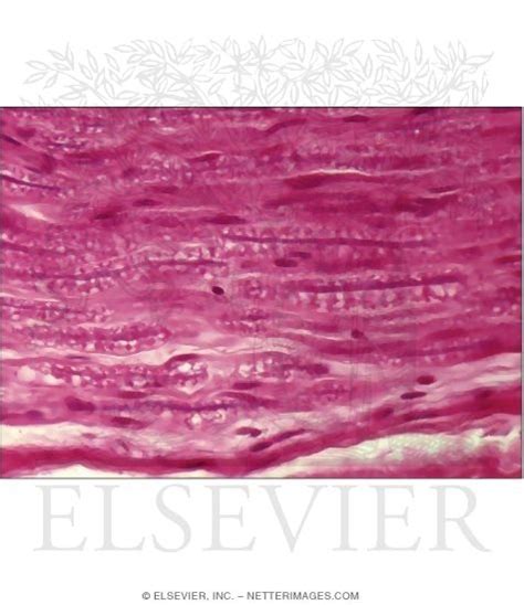 Light Micrograph Of Part Of A Peripheral Nerve In Longitudinal Section