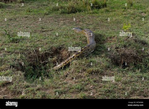 African Rock Python Python Sebae Going Into Hole Masai Mara Kenya