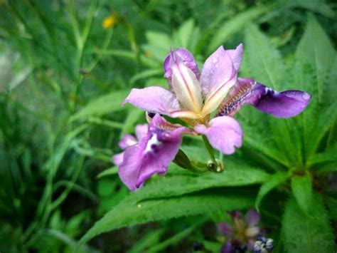 Фиолетовый цветок Plants Garden