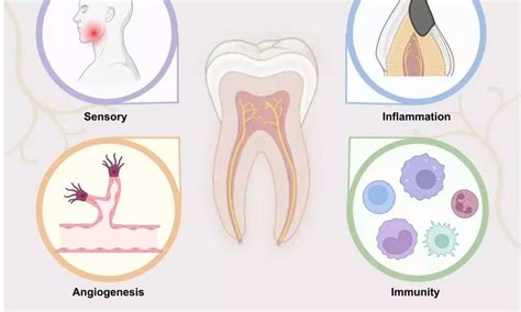 Regenerative Endodontics Via Cell Homing Can Preserve Vitality And Aid