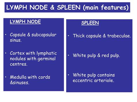 PPT LYMPH NODE AND SPLEEN PowerPoint Presentation Free Download