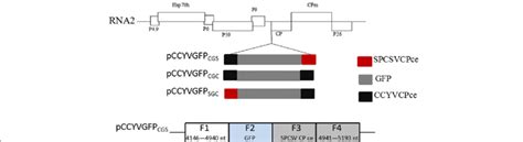 Schematic Representation Of The Construction Of A Green Fluorescent Download Scientific Diagram