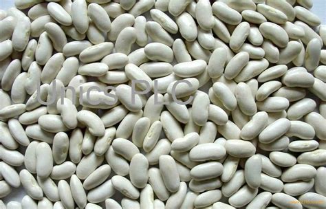 Yellow Mung Beans Germany Unics Price Supplier 21food