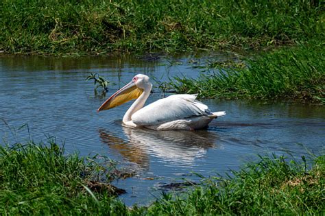 그레이트 화이트 또는 이스턴 화이트 펠리컨 장밋빛 펠리컨 또는 화이트 펠리컨은 펠리컨 가족의 새입니다 남동부 유럽에서 아시아와 아프리카 늪과 얕은 호수에서 번식합니다 가축