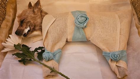 30살 요키 강아지 양양이는 아프다고 보호소에 버려져 제 품에서 무지개다리를 건넙니다 Youtube