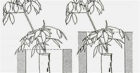 Biji Pokok Getah Hitam Putih Dylan Anderson