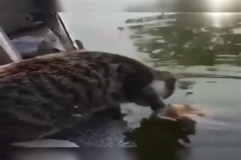 金鱼胆子真肥，敢和小猫这么玩，活腻了吧！