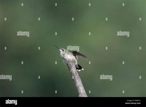 Juvenile Male Ruby Throated Hummingbird Ready To Launch The Attack