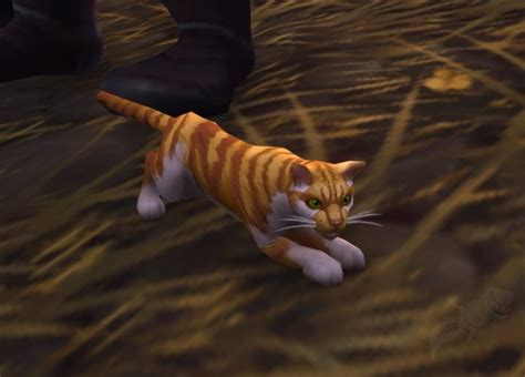 Fang Npc World Of Warcraft