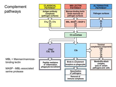 Imm Complement System Diagram Quizlet