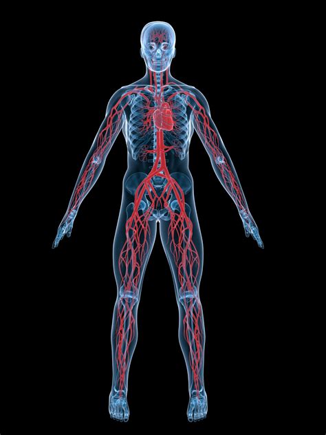 Vascular System