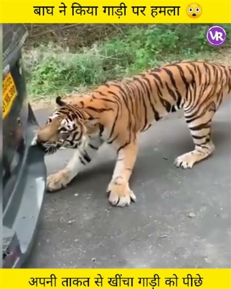 बाघ ने किया हमला जबरे से खींचा गाड़ी को पीछे 😱 Tiger Attack In