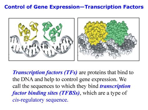 Gene Expression Dr Nichols Coronado Hs Ppt Download