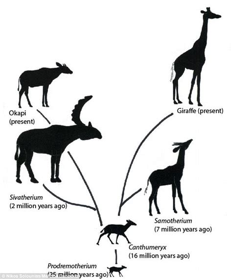 How The Giraffe Got Its Long Neck Daily Mail Online