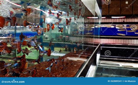 Guppy Fish Poecilia Reticulata Swimming In A Aquarium Stock Image