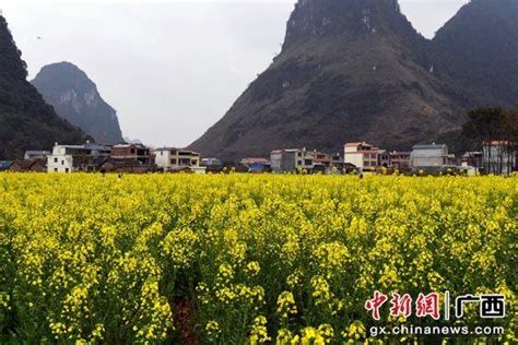 廣西羅城油菜花開鄉村成美景 每日頭條