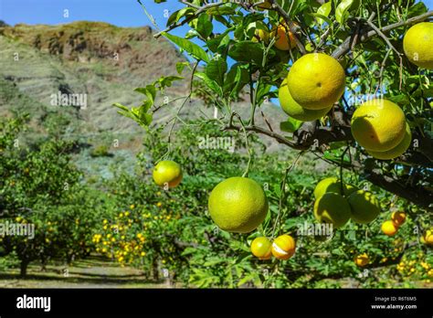 Sabrosas naranjas de ombligo con muchas plantaciones de cítricos