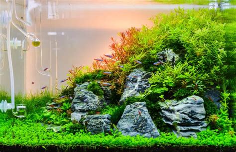 Best Aquarium Filter Media Guide To Bio Filter Media More Fish