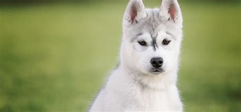 Do Dogs Feel Pain When You Cut Their Whiskers