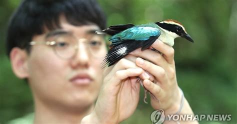 자연의 품으로 돌아가는 팔색조