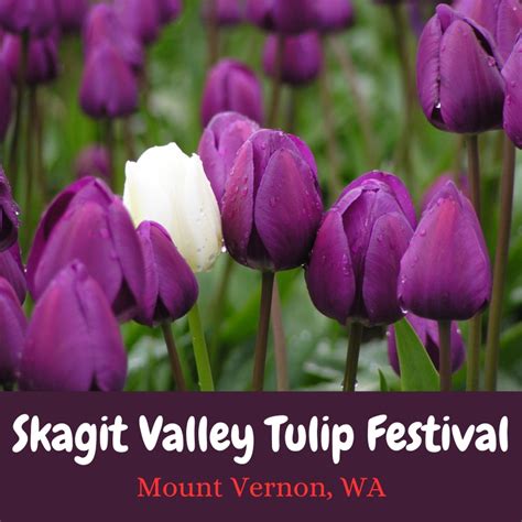 Skagit Valley Tulip Festival 2025 Mount Vernon Wa Eventlas