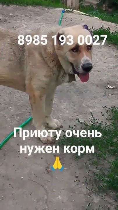 26 кошек и 3 собаки Youtube