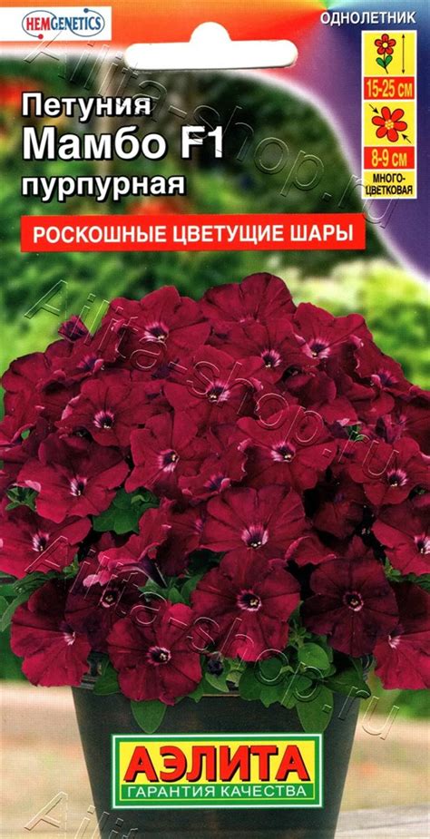 Петуния Мамбо Пурпурная: описание сорта, характеристики, тонкости ...