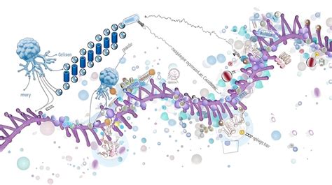 Stepbystep Diagram Explaining Rna Processing Including Splicing Capping Polyadenylation Of