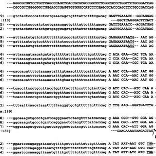 Comparison Of Exon Intron Boundaries Of The Human H Orangutan Ou Download Scientific