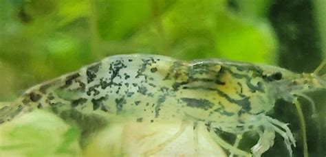I Think Shes Beautiful Rshrimptank