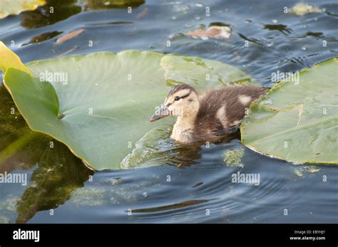 A Mallard Duckling Swims Though Lily Pads Photographed At Mclane Creek Trail Olympia Wa Stock