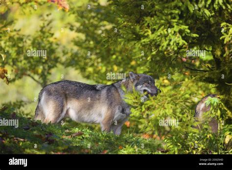 A Eurasian Gray Wolf Canis Lupus Lupus Stands Under A Spruce Tree
