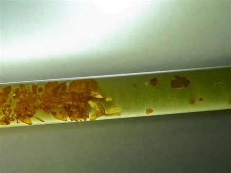 Leadii Iodide Crystal Growing