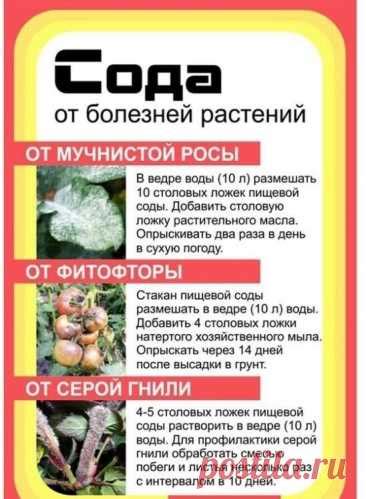 В огороде