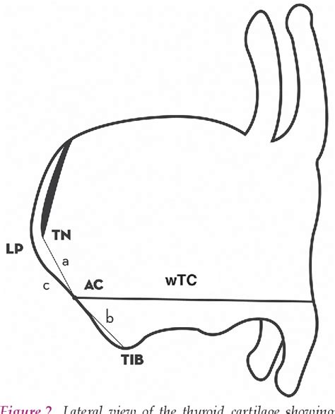 Thyroid Cartilage Cat