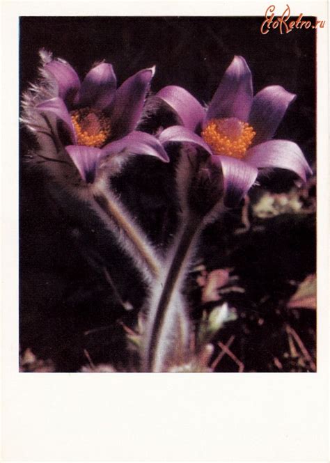 Разное Ретро открытки ЭтоРетро Ru старые фото городов