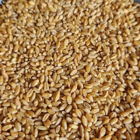 Brown 30 Kg Sortex Wheat Grain At ₹ 27kg In Sidhpur Id 2851099784691